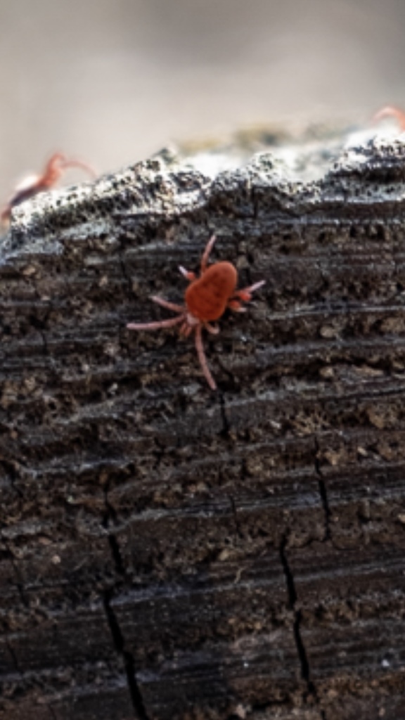 True Velvet Mites from North Vernon, IN, US on April 04, 2021 at 08:31 ...