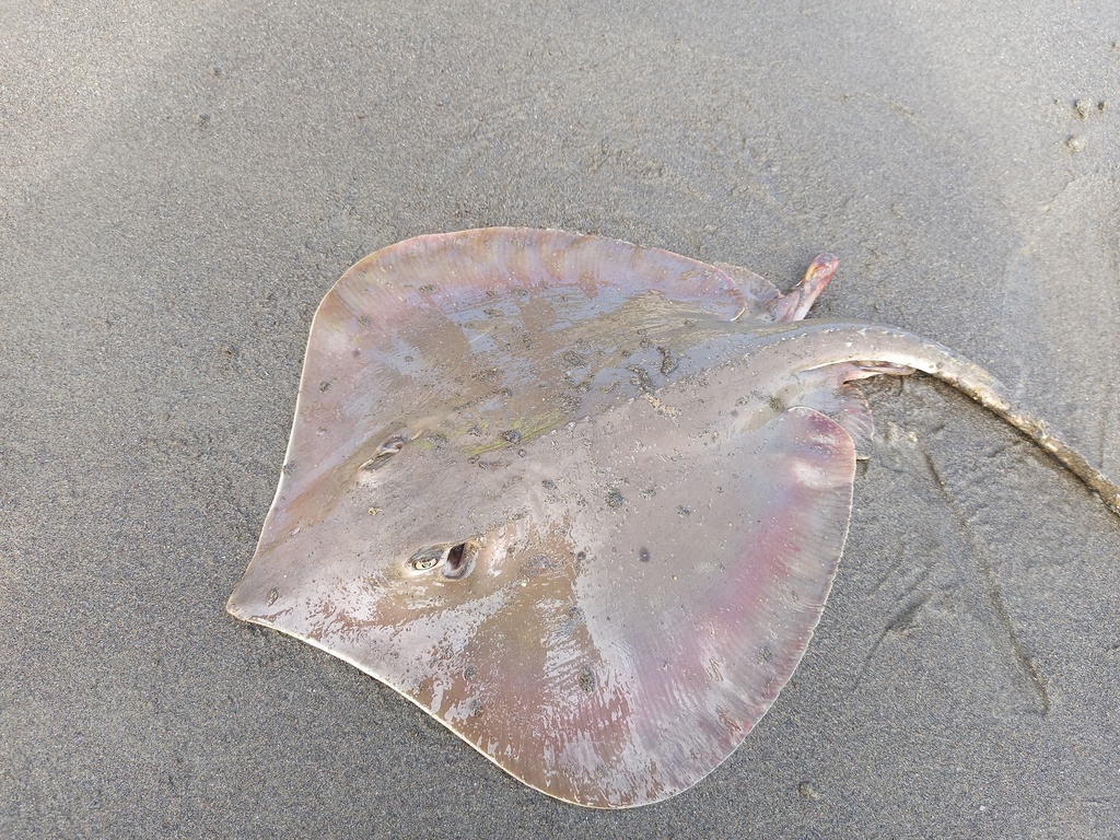 Atlantic Stingray from Cerro de los Metates, Ver., Mexico on April 3 ...