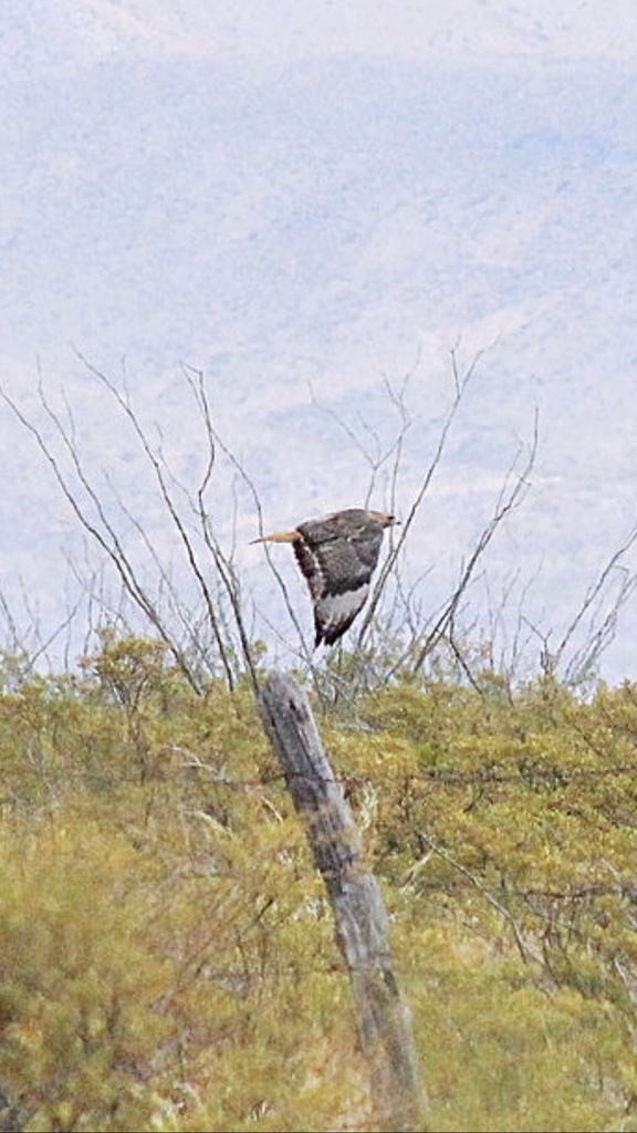 Red-tailed Hawk from Carretera Chihuahua-Ojinaga, Aldama, CHIH, MX on ...