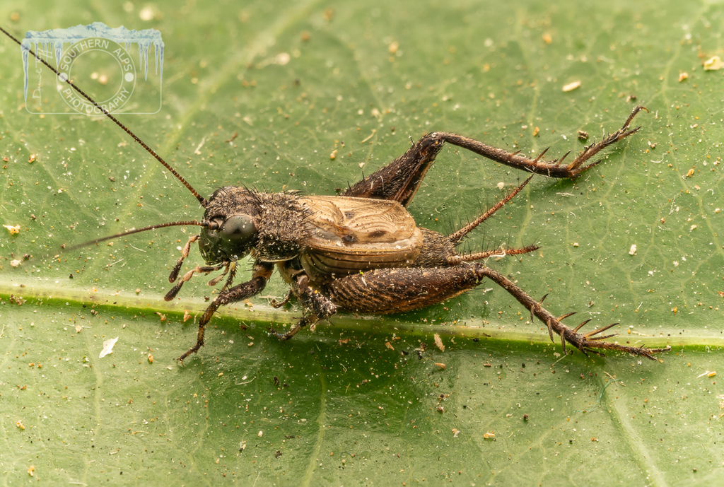 Striped Cricket Ground
