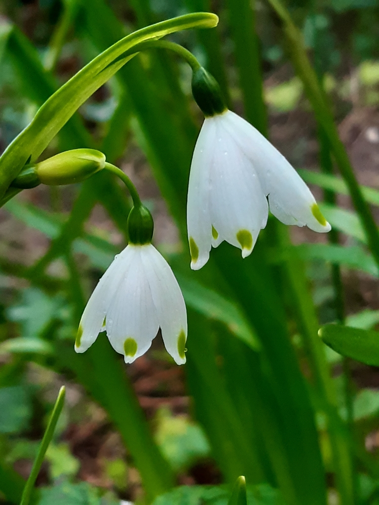 Summer snowflake from Rottingdean, Brighton, UK on March 18, 2021 at 05 ...