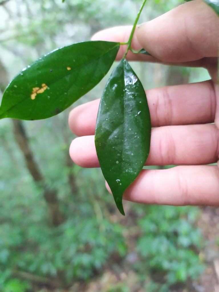 Machilus konishii from Pingtung, TW-TA, TW on April 5, 2021 at 09:26 AM ...
