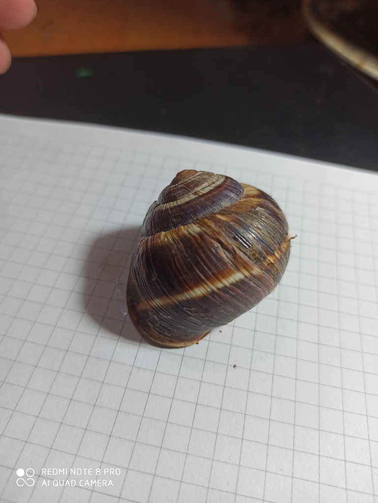 Turkish Snail from Киршелк, Киргизия on April 5, 2021 at 03:05 PM by ...