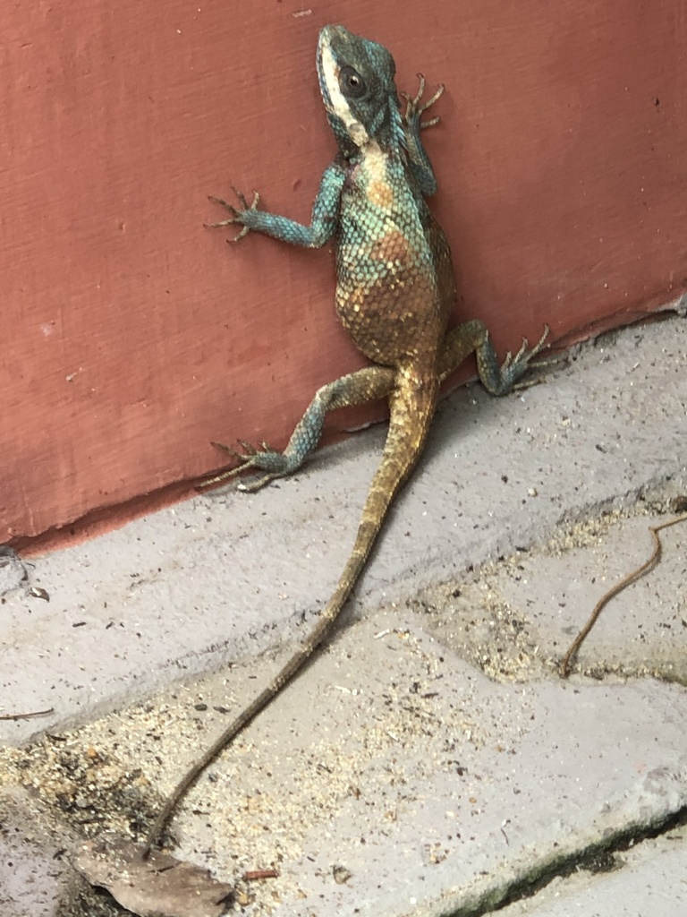 Myanmar Blue Crested Lizard from Yangon, Yangon, MM on April 4, 2021 at ...