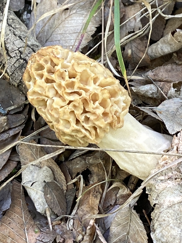 white morel from Hoblitzelle Park, Plano, TX, US on April 05, 2021 at ...