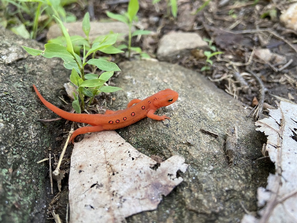 Eastern Newt from 1670 Blue Ridge Pkwy, Floyd, VA 24091, USA on June 20 ...