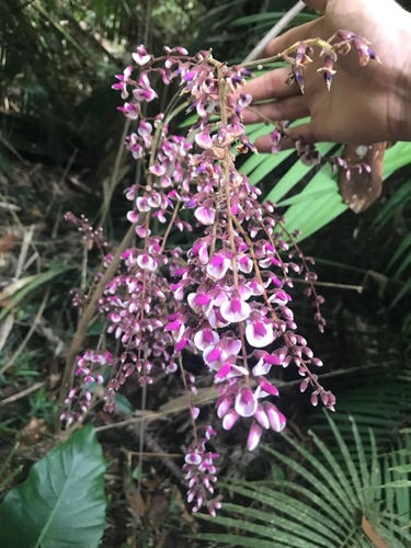 northern blood vine (Austrosteenisia stipularis) · iNaturalist