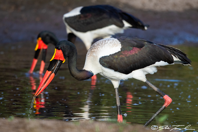 Saddle-billed Stork in June 2018 by Joe Tomoleoni · iNaturalist