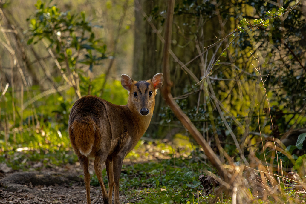 Reeves's Muntjac from Church Road, Bedford, England, GB on April 04 ...