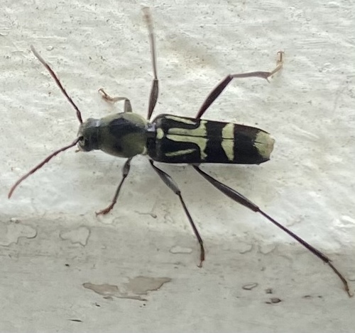 White Stem Borer (Xylotrechus javanicus) · iNaturalist