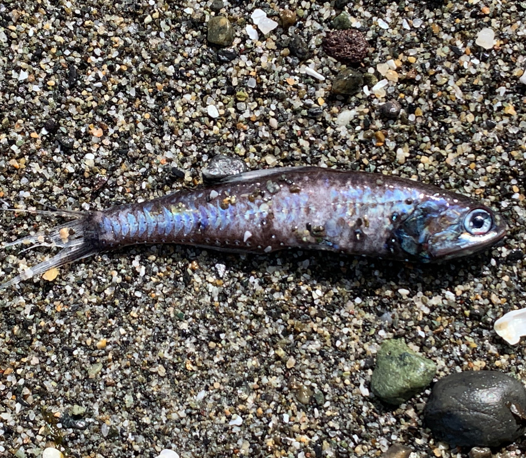 Northern Lampfish (Stenobrachius leucopsarus) - Marine Life Identification