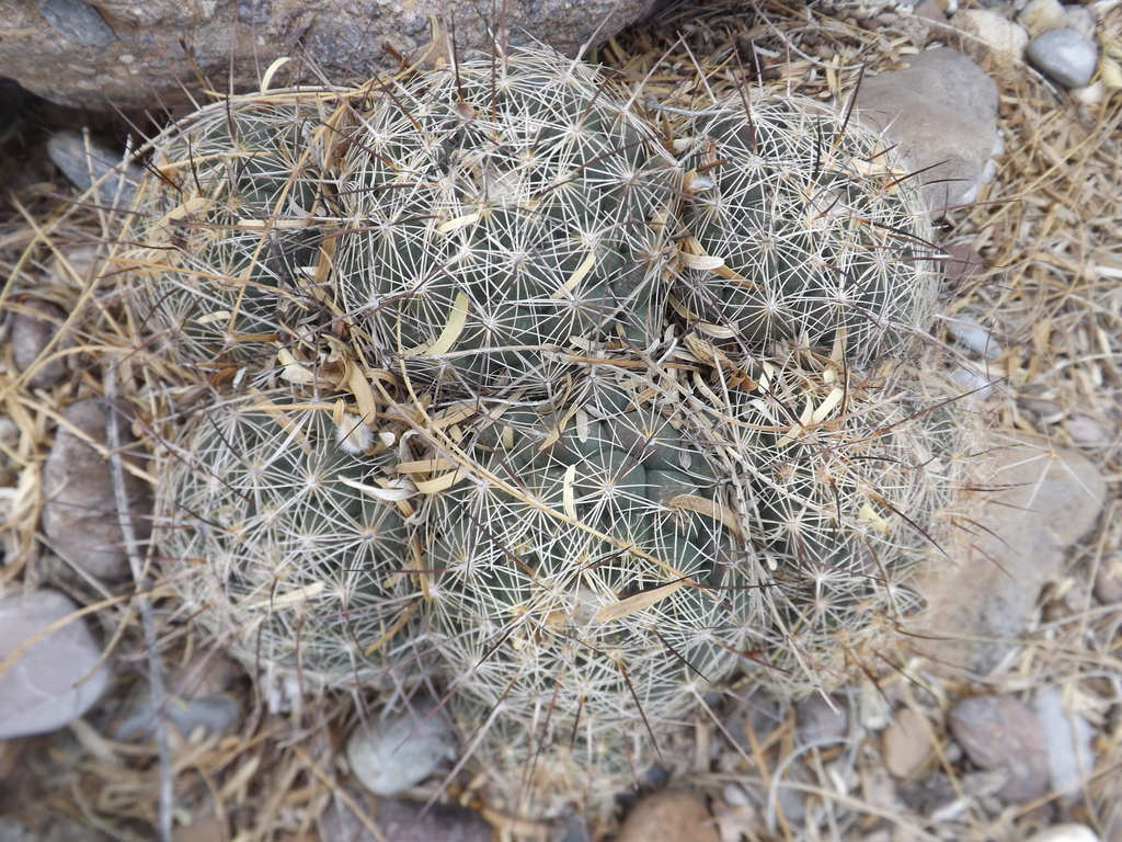 Bunched Cory Cactus in March 2021 by Aaron Balam · iNaturalist