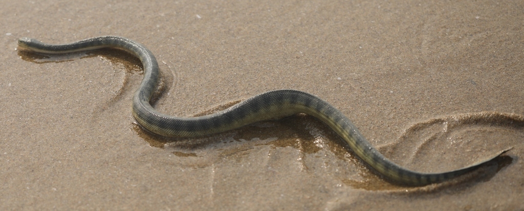 Common Seasnake (Coastal Biodiversity of Chennai) · iNaturalist