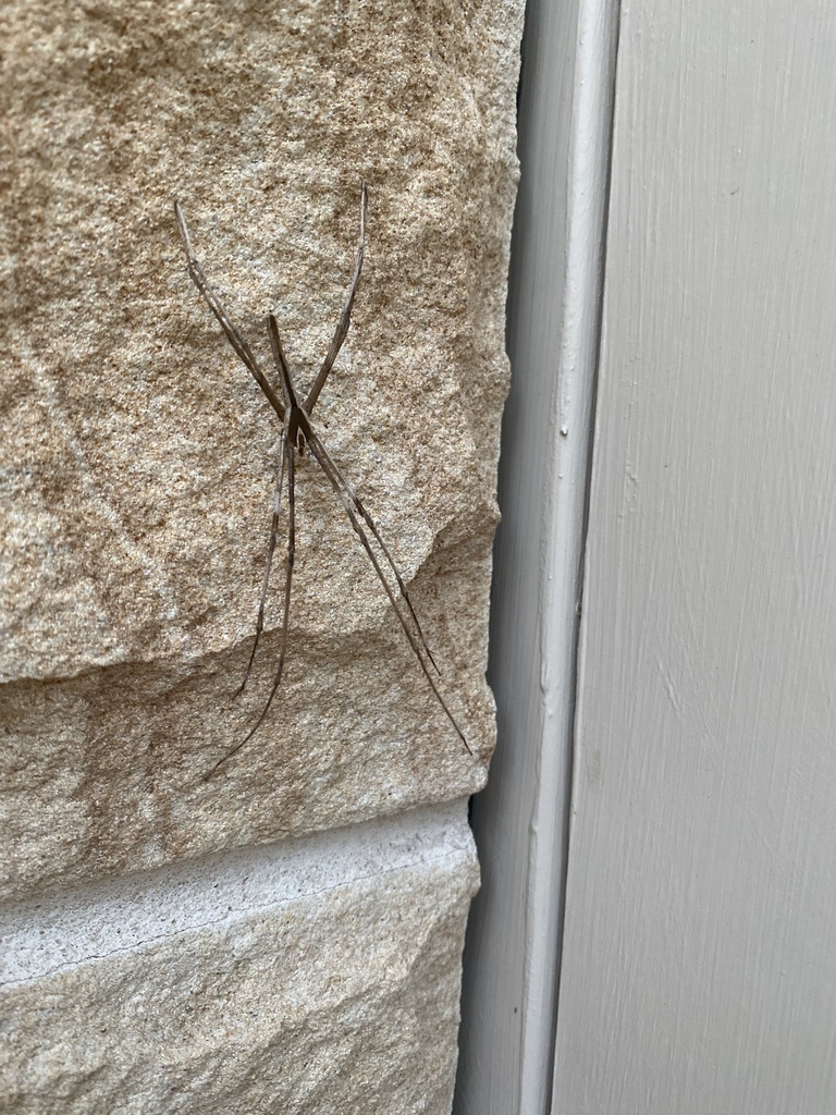 Rufous Net-casting Spider from Oatley Park Avenue, Oatley, NSW, AU on ...