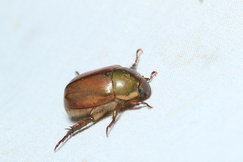 Anomala dawnensis · NaturaLista Colombia