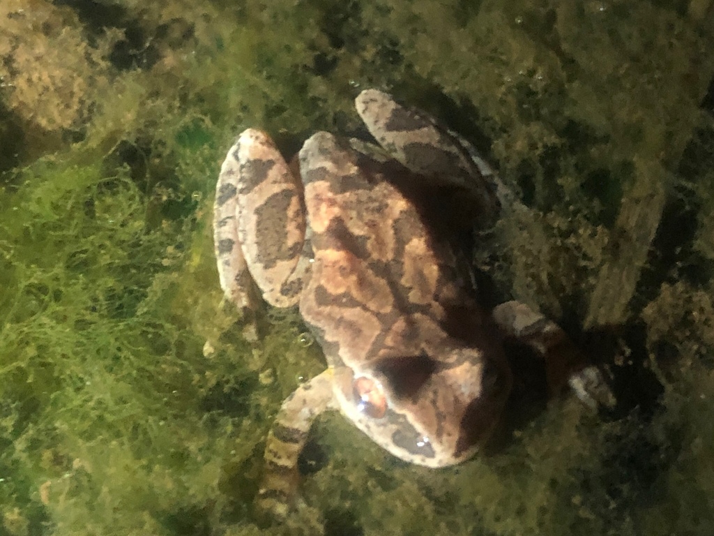 Spring Peeper from Bassett, VA, US on March 11, 2021 at 06:27 PM by ...