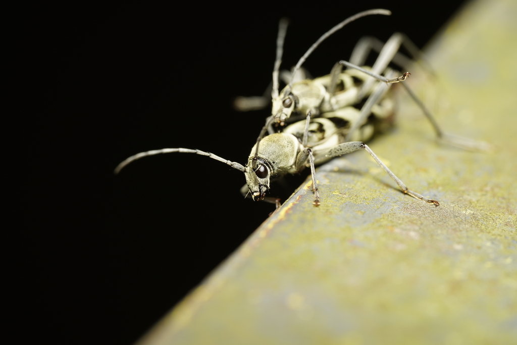 Demonax bowringii from Hong Kong Trail Sec. 4, Hong Kong on April 6 ...