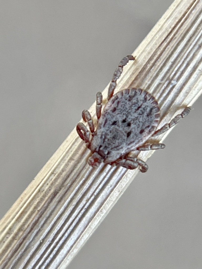 Pacific Coast Tick from Placerita Canyon Nature Center, Newhall, CA, US ...
