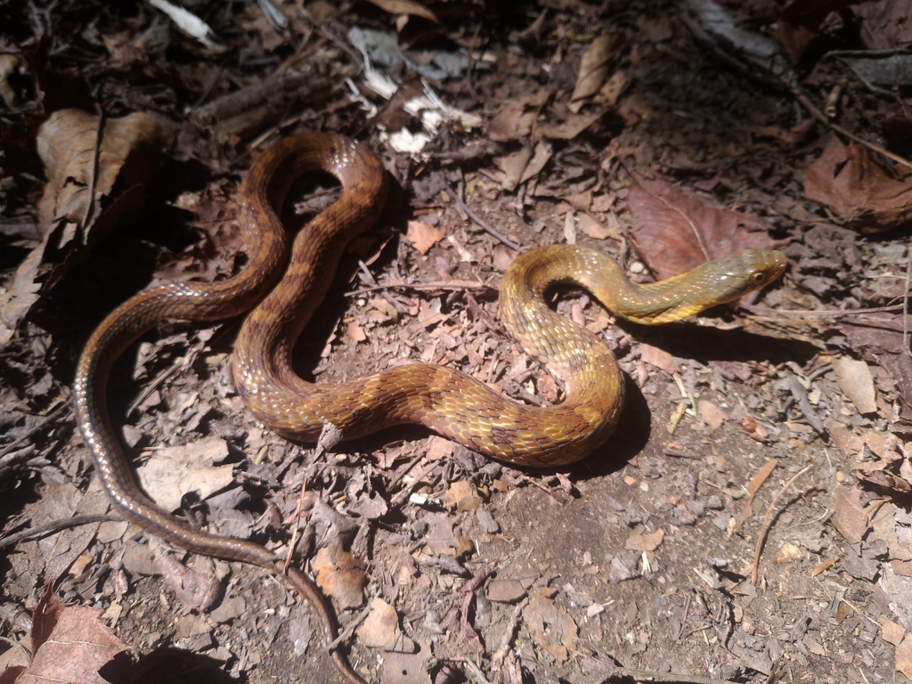 Stejneger's Bamboo Snake from 霞喀羅國家步道(霞喀羅古道) on February 28, 2021 at 01 ...
