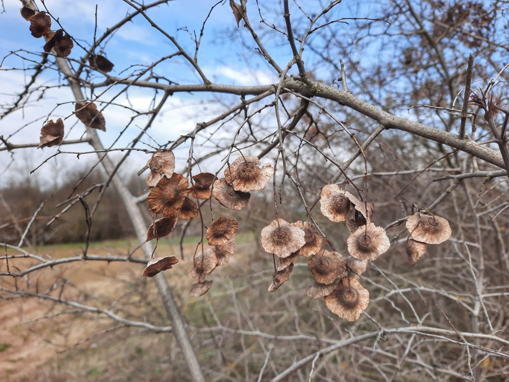 Jerusalem Thorn from Adamclisi, Romania on April 02, 2021 at 09:34 AM ...