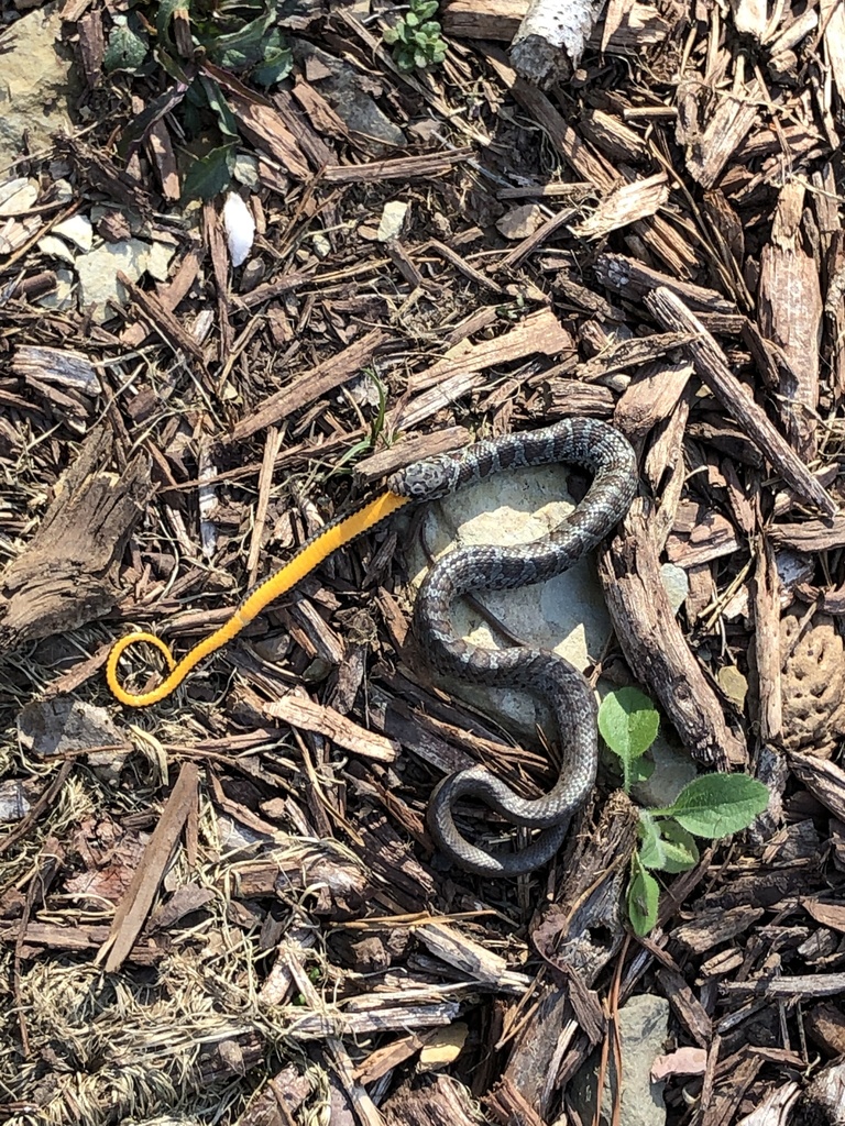 Colubrid Snakes from George Washington & Jefferson National Forests ...