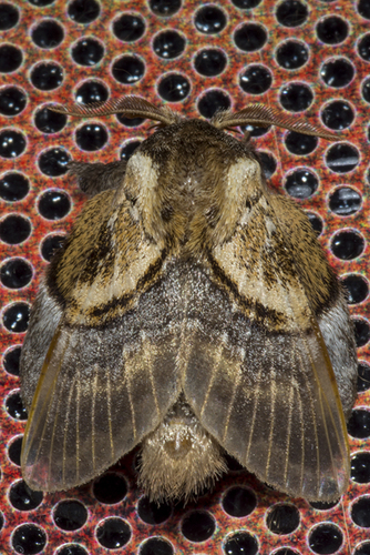 Euglyphis geroides · iNaturalist