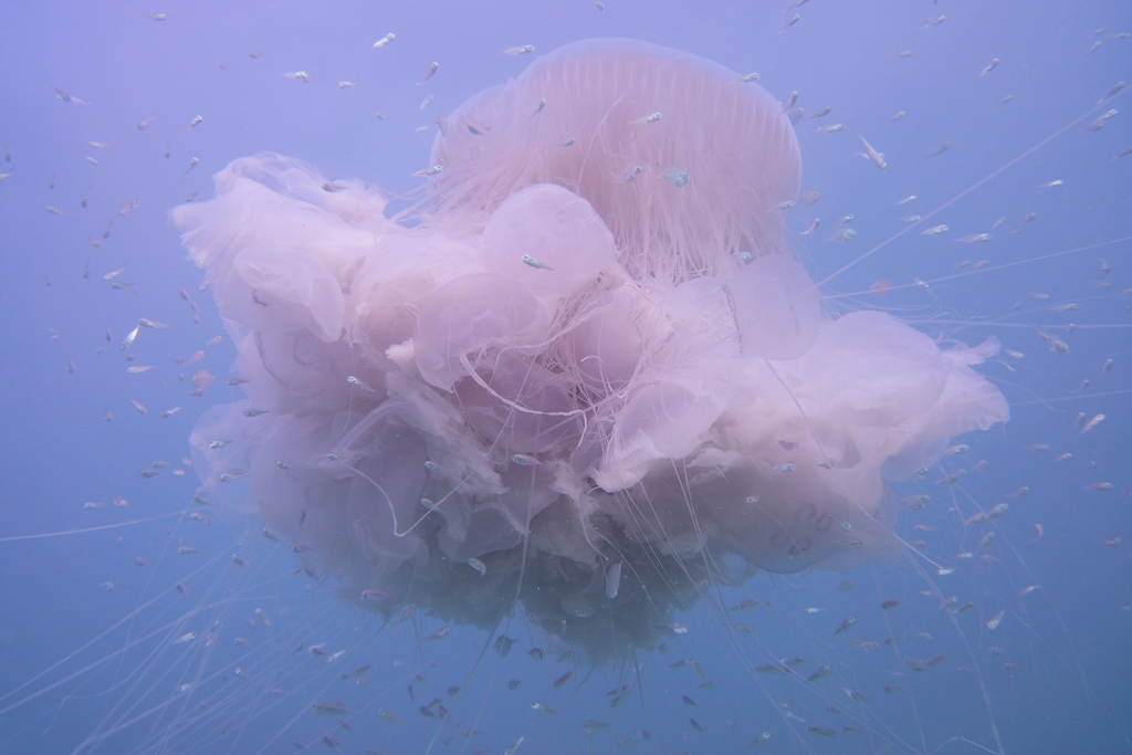 Pink Meanie from Pecio C-58 on November 16, 2017 by Christian Amador Da ...