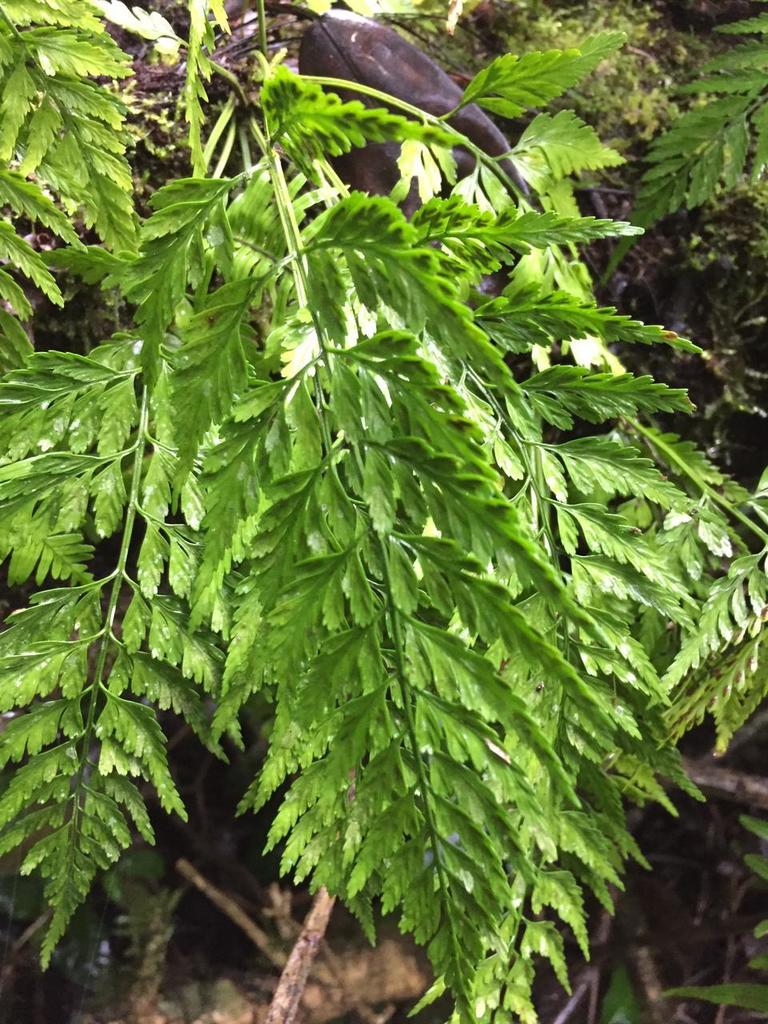 Asplenium cuspidatum from San Andrés Tuxtla, Ver., México on April 5 ...