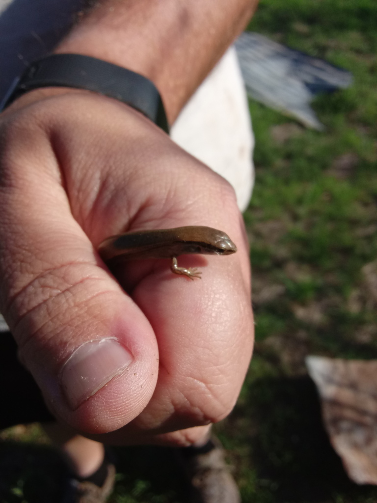 Little Brown Skink from Beckham, Oklahoma, United States on April 03 ...