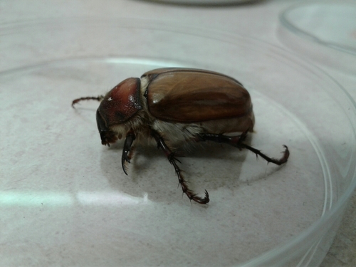 Genus Pachytricha · iNaturalist