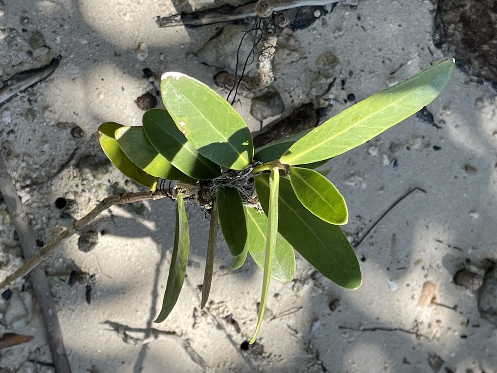 black mangrove from Bay Street, BS on April 6, 2021 at 03:45 PM by ...