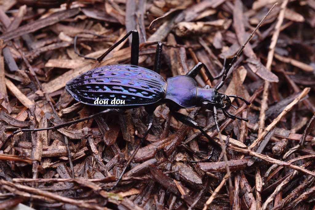 Carabus toulgoeti from 中国广西壮族自治区桂林市猫儿山 on April 3, 2021 at 09:19 PM by ...