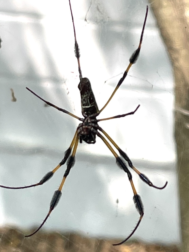Golden Silk Spider from Harbour Island, BS on April 06, 2021 at 02:42 ...