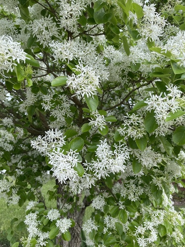 Observations by antzilla · iNaturalist