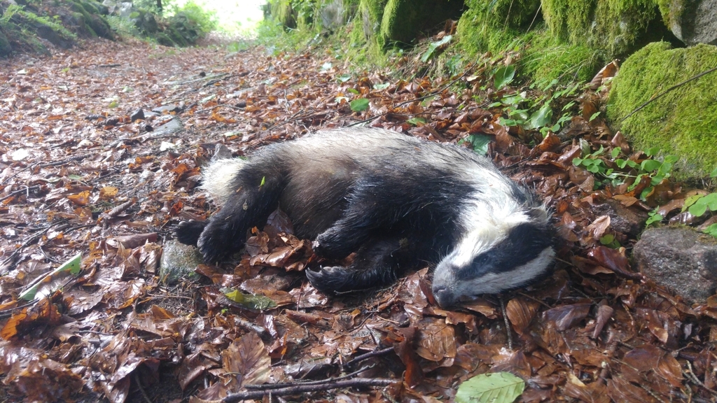 European Badger from 38043 Bedollo TN, Italia on June 08, 2013 at 01:22 ...