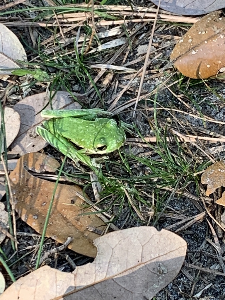 Green Treefrog from Cape Hatteras National Seashore, Frisco, NC, US on ...