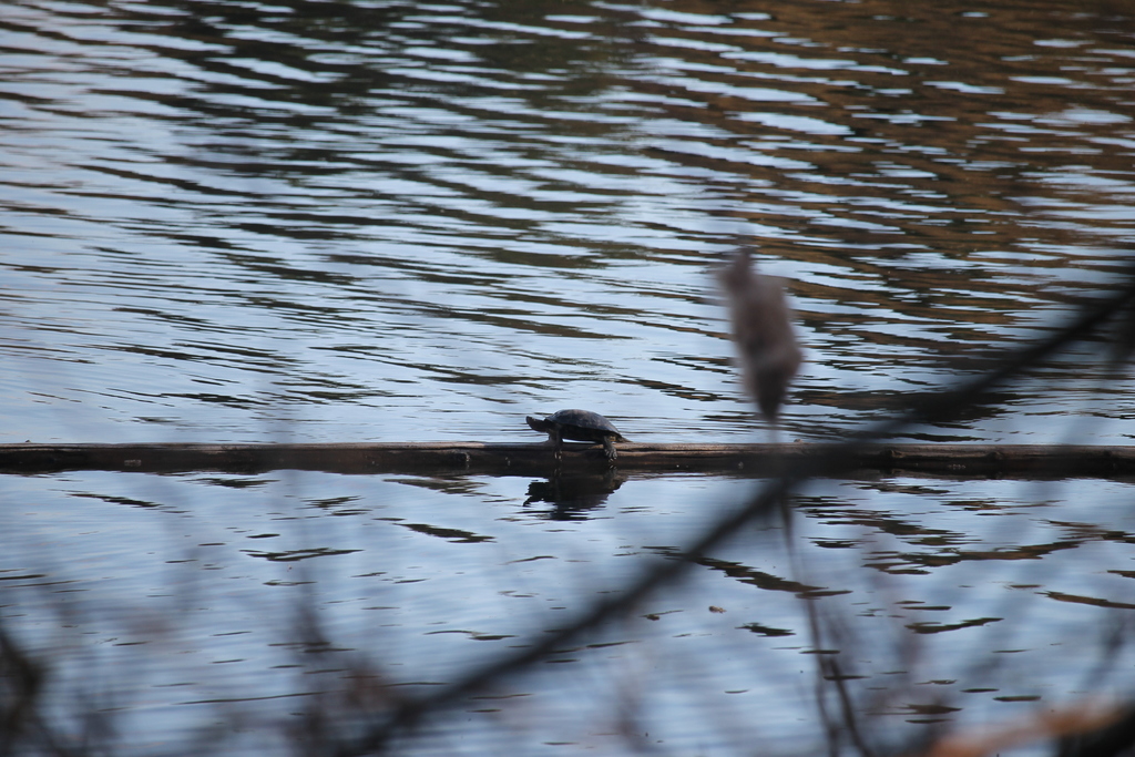 Western Pond Turtle in March 2021 by Andrew Eller · iNaturalist
