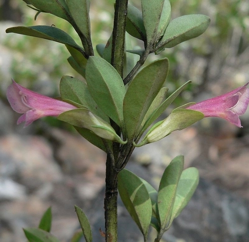 Prostanthera porcata · iNaturalist
