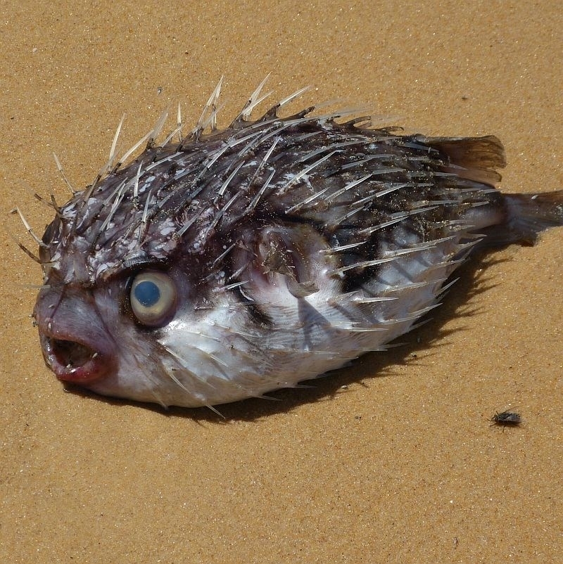 Globefish from Bega Valley, AU-NS, AU on February 1, 2014 at 12:42 PM ...