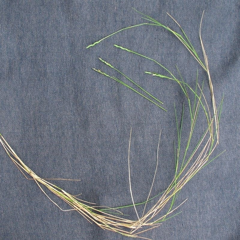 Tetrarrhena turfosa from Bega Valley, AU-NS, AU on December 1, 2016 at ...