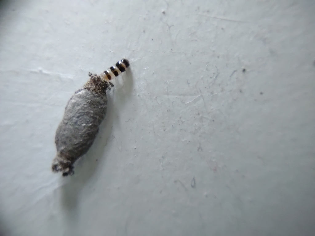 Phereoeca from 4, Sai Villa Sai Baba complex, Yashodham, Goregaon ...