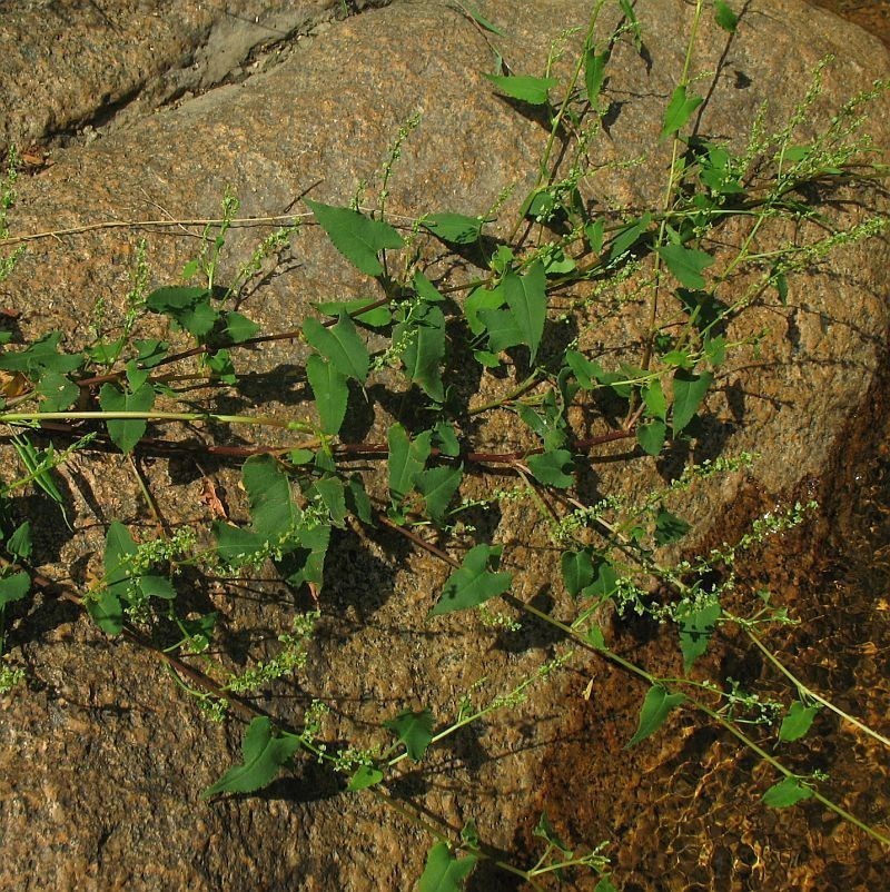 Muehlenbeckia gracillima from Bega Valley, AU-NS, AU on January 26 ...