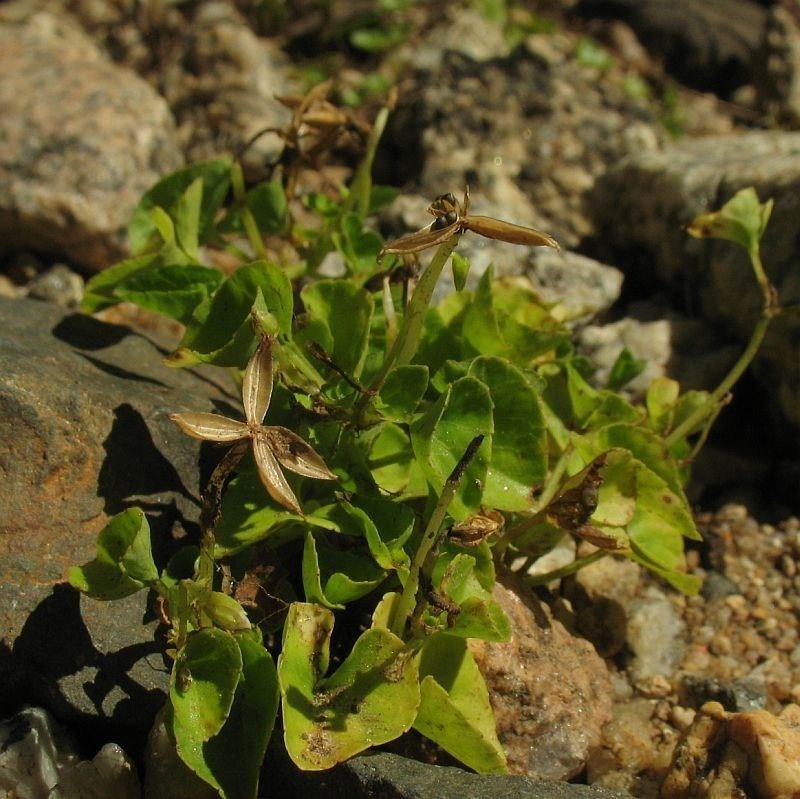 swamp violet from Bega Valley, AU-NS, AU on March 10, 2018 at 05:07 PM ...