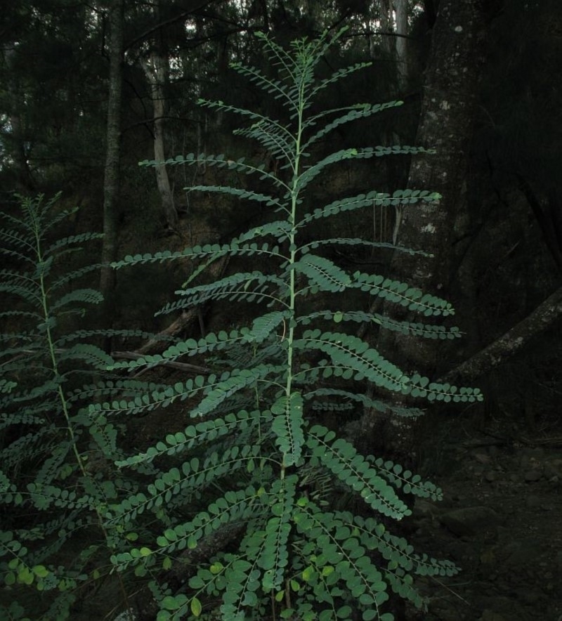 scrubby spurge from Bega Valley, AU-NS, AU on April 21, 2018 at 04:20 ...