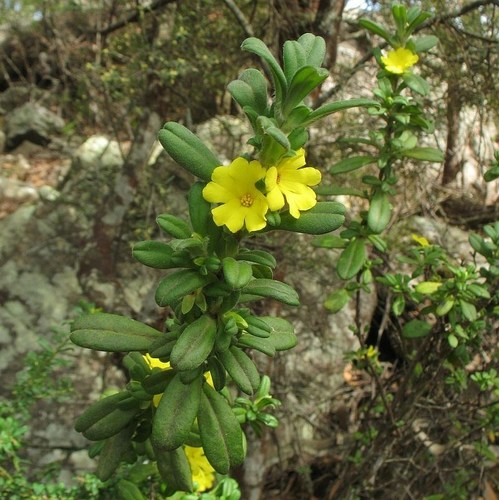 Hibbertia circinata · iNaturalist Mexico
