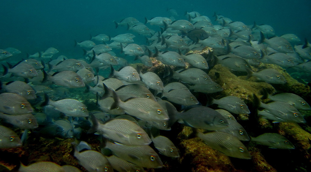 White Margate from Sian Ka'an, Q.R., México on October 13, 2011 at 11: ...