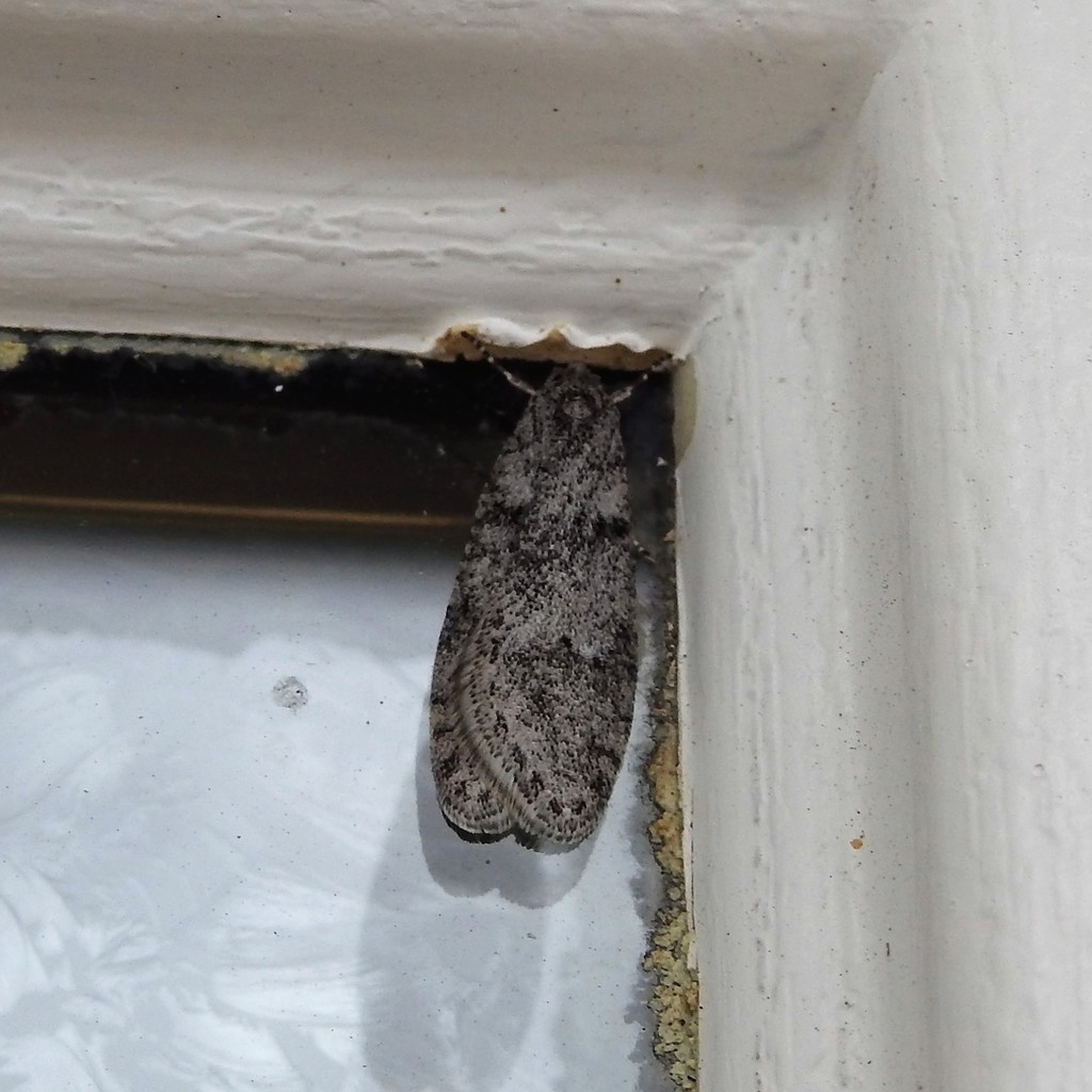 Poplar Micromoth in April 2021 by Michael Dawber. Stumped. AI had no ...