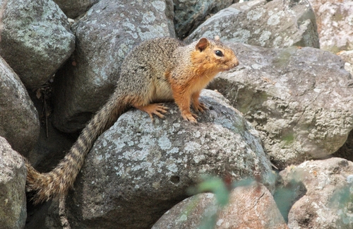 Tropical Ground Squirrels (Genus Notocitellus) · iNaturalist