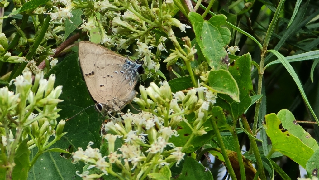 Atlides polama from Campina Grande do Sul, PR, 83430-000, Brasil on ...