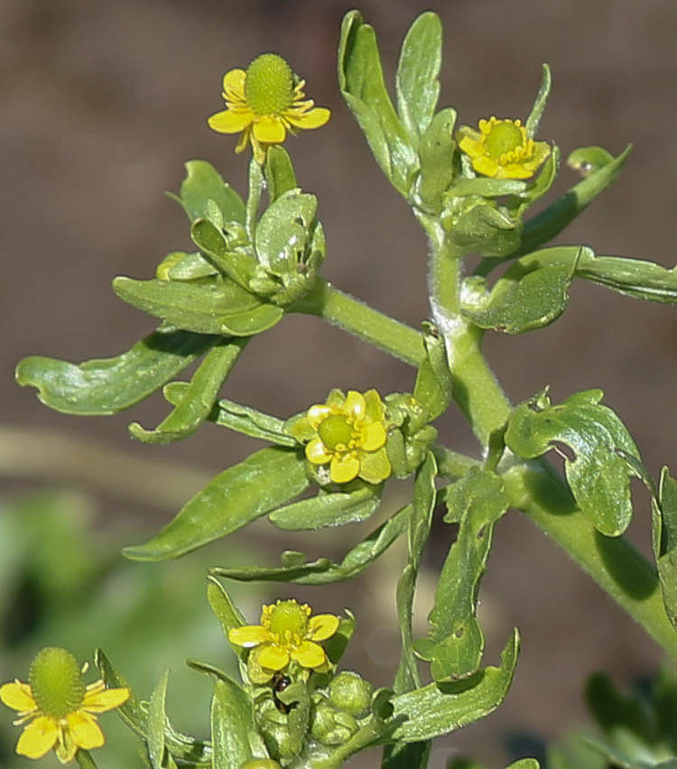 Ranunculus sceleratus sceleratus from Cooke County, TX, USA on April 7 ...
